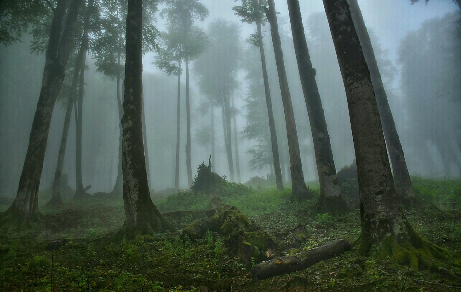 11 Giorni Pacchetto Tour del foresta di Hyrcarnia e Mar Caspio dell'Iran